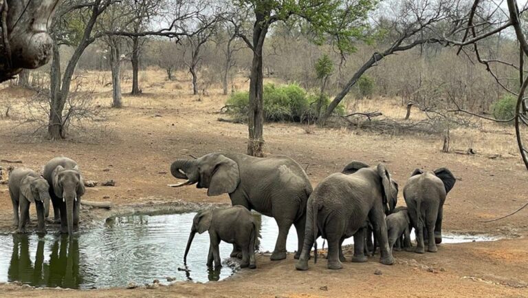 Day Visitors - Majete